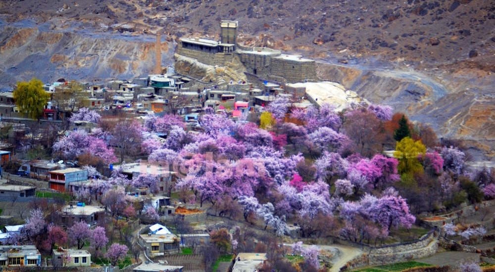 Blossom in Gilgit-Baltistan - My Destination Guide